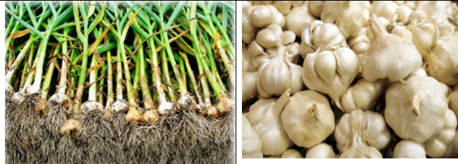 BOTA BUJQËSORE : Hudhra ( Allium sativum L.)