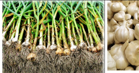 BOTA BUJQËSORE : Hudhra ( Allium sativum L.)