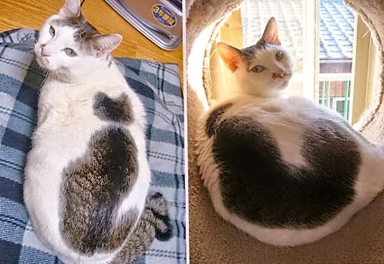 Fieggentrio: Karakteristieke katten.