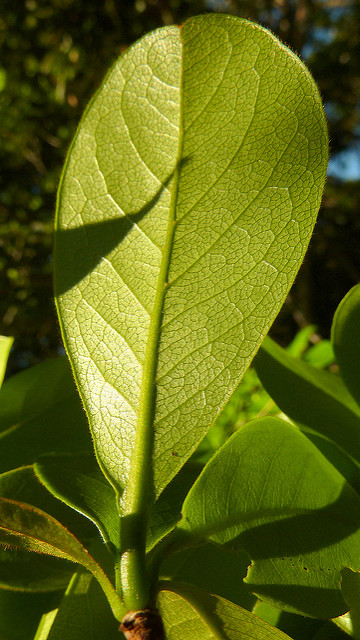 Flora de Puerto Rico Ilustrada Papo Vives: COMBRETACEAE BUCHENAVIA ...