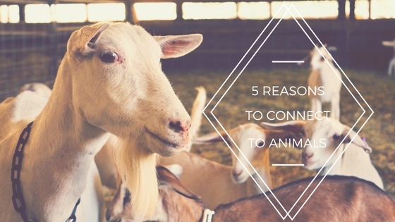 5 Reasons to connect with animals