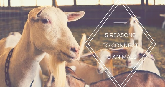 5 Reasons to connect with animals