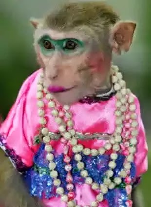 VAROŞ ENTELİ: SÜSLÜ MAYMUNLAR