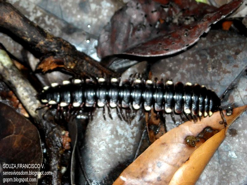 GRUPO ONÇA PINTADA-GOP: 38ª EXCURSÃO,ACAMPAMOS NA MATA ESTRELA,BAÍA ...