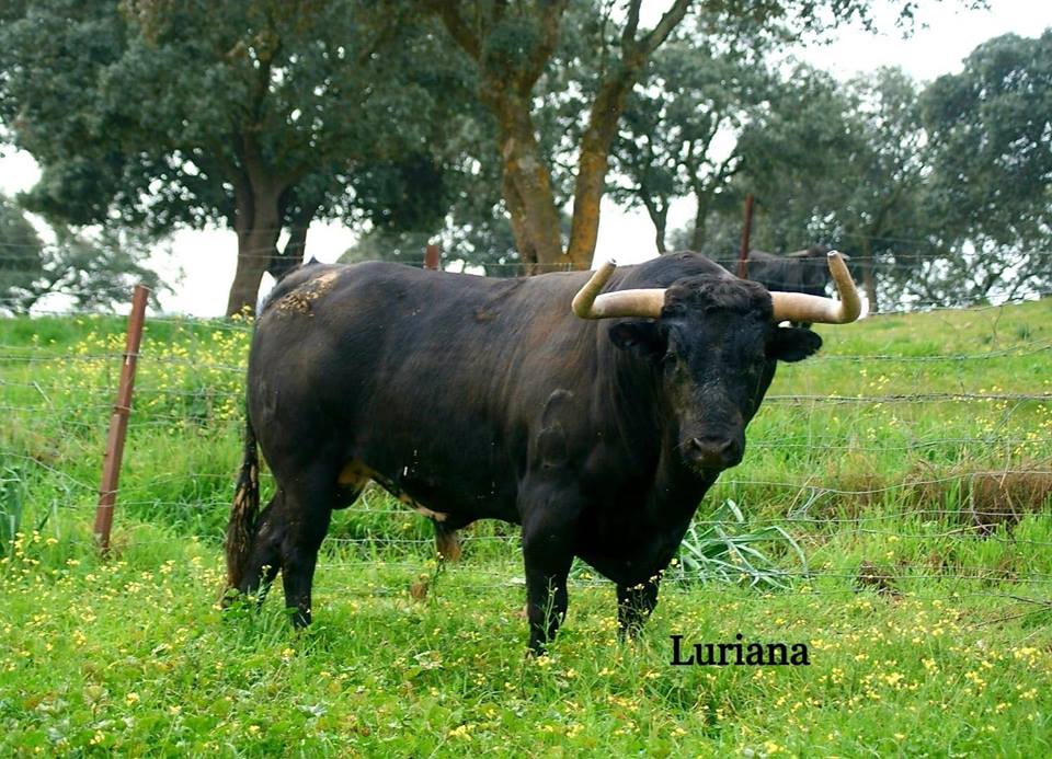 LA VALL D'UIXO SANT VICENT FERRER 2019 (CASTELLÓN) ~ FECARTOROS