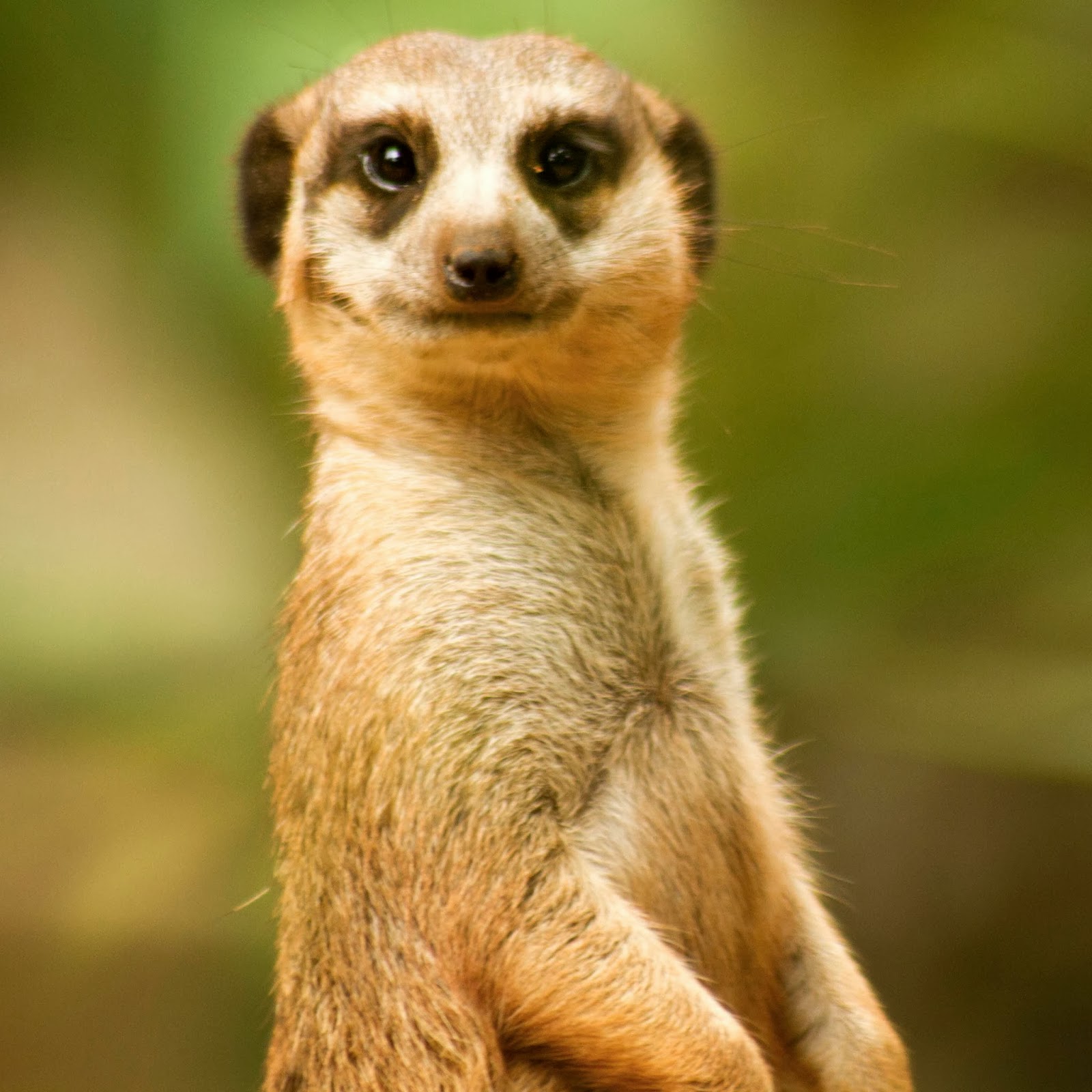 Top 92+ Pictures Suricatas De La Era De Hielo Superb