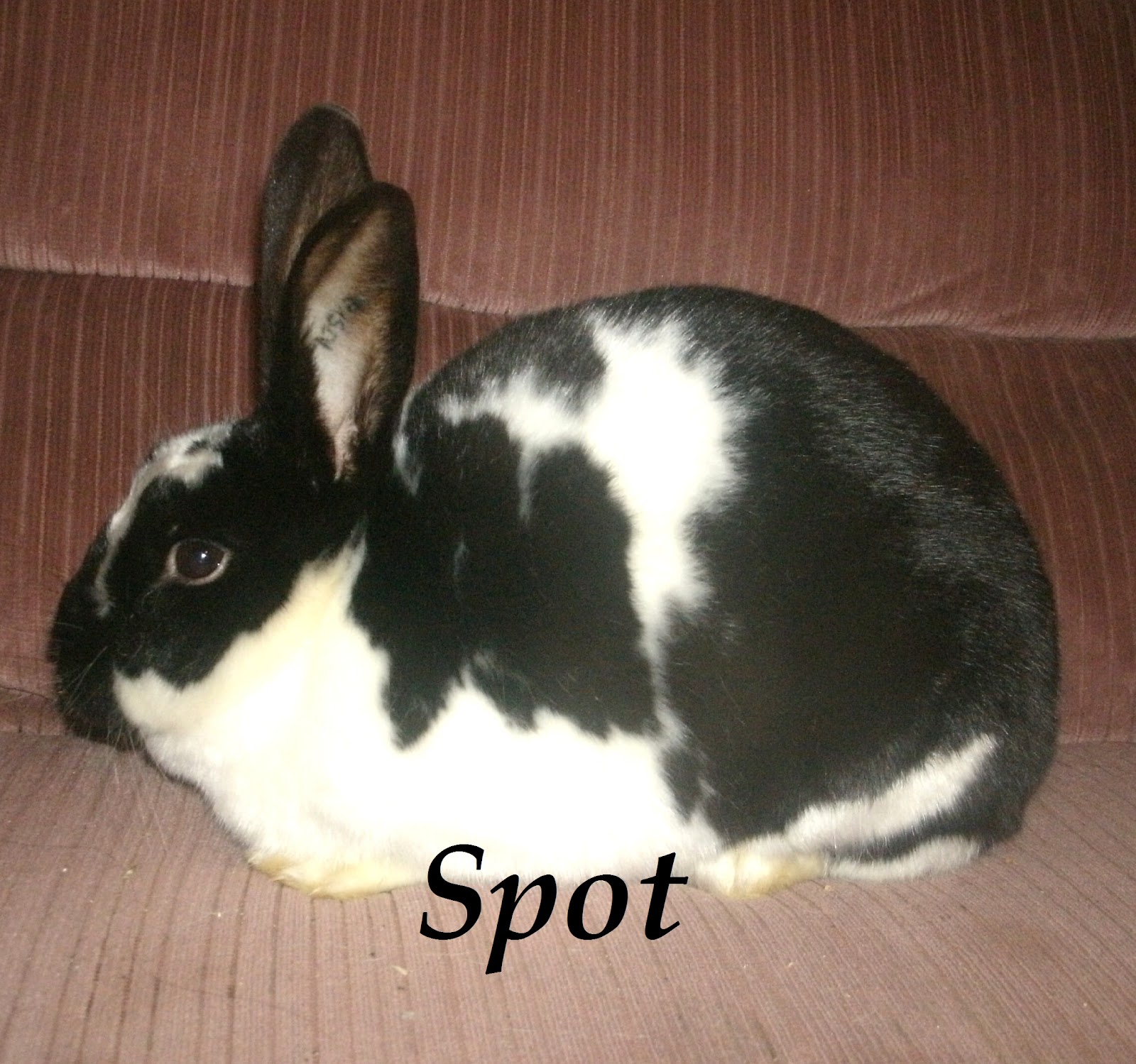 Blossom Acres Farm & Rabbitry: Rabbitry Update