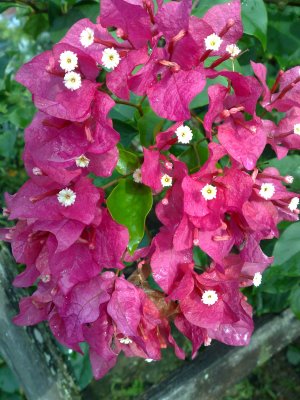 Baru 28+ Nama Latin Bunga Kertas