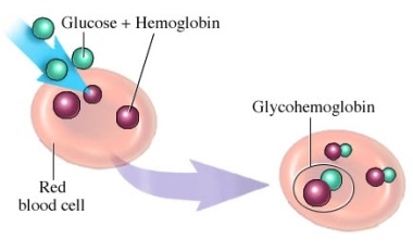 Glycemic Hemoglobin / Glycated Hemoglobin Test (Glycohemoglobin)