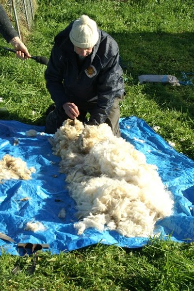 Woolshed 1: Sheep Husbandry - blade shearing method
