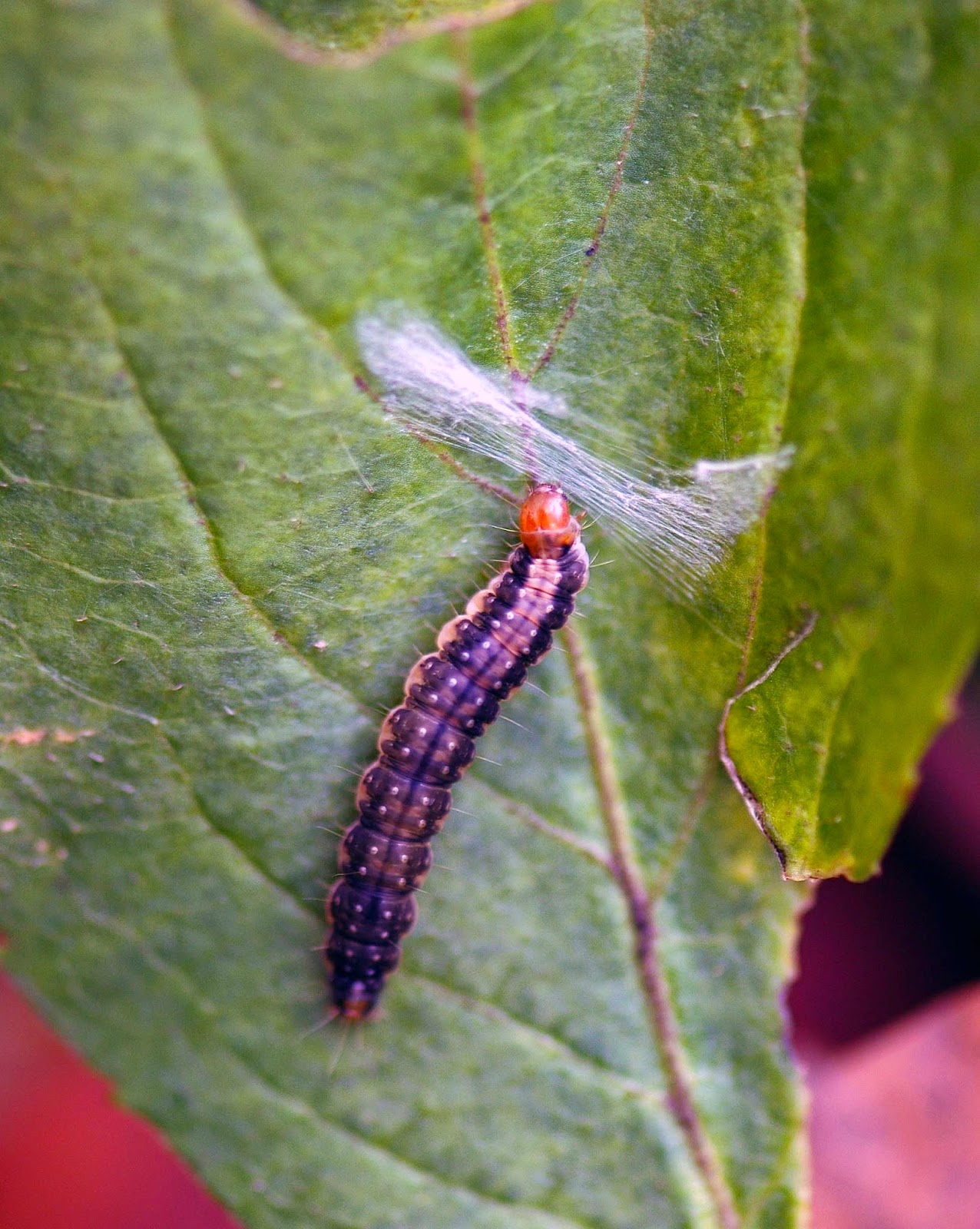 Field Biology in Southeastern Ohio: A Fall Insect Walk (and more ...