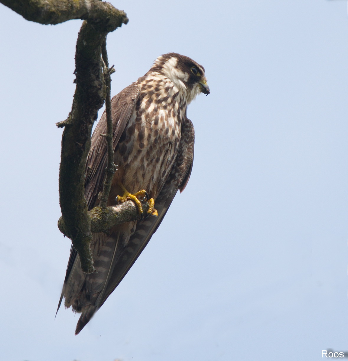 Natuur, cultuur en alles wat boeit ...: De Luysen, boomvalk, Hobby