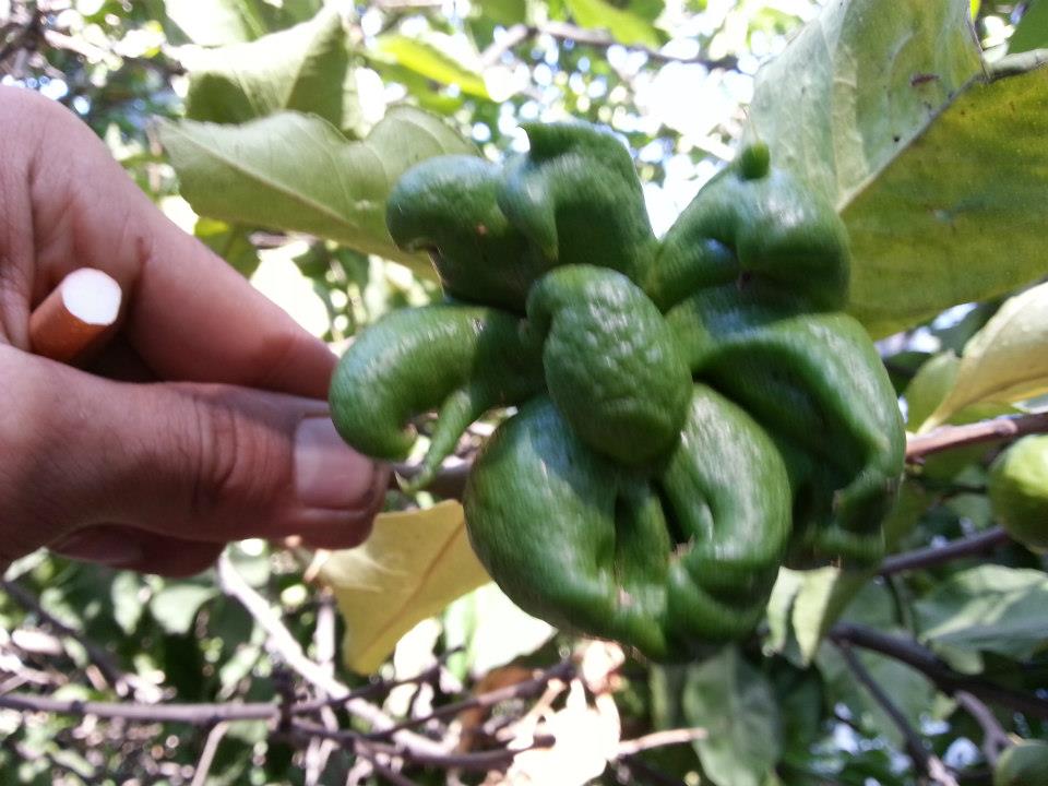 Vriksha Nursery: The mutant fruits of Fukushima.