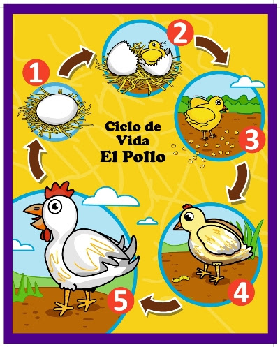 Ciclo de vida de un pollo - Imagui