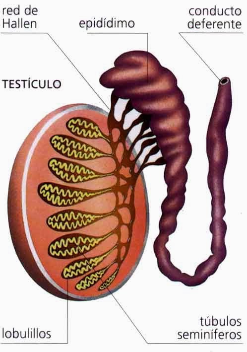 El aparato genital at emaze Presentation
