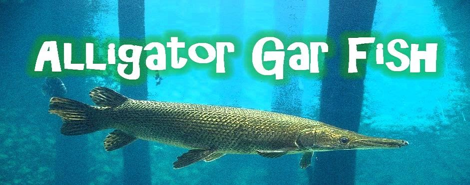 The Alligator Gar Fish