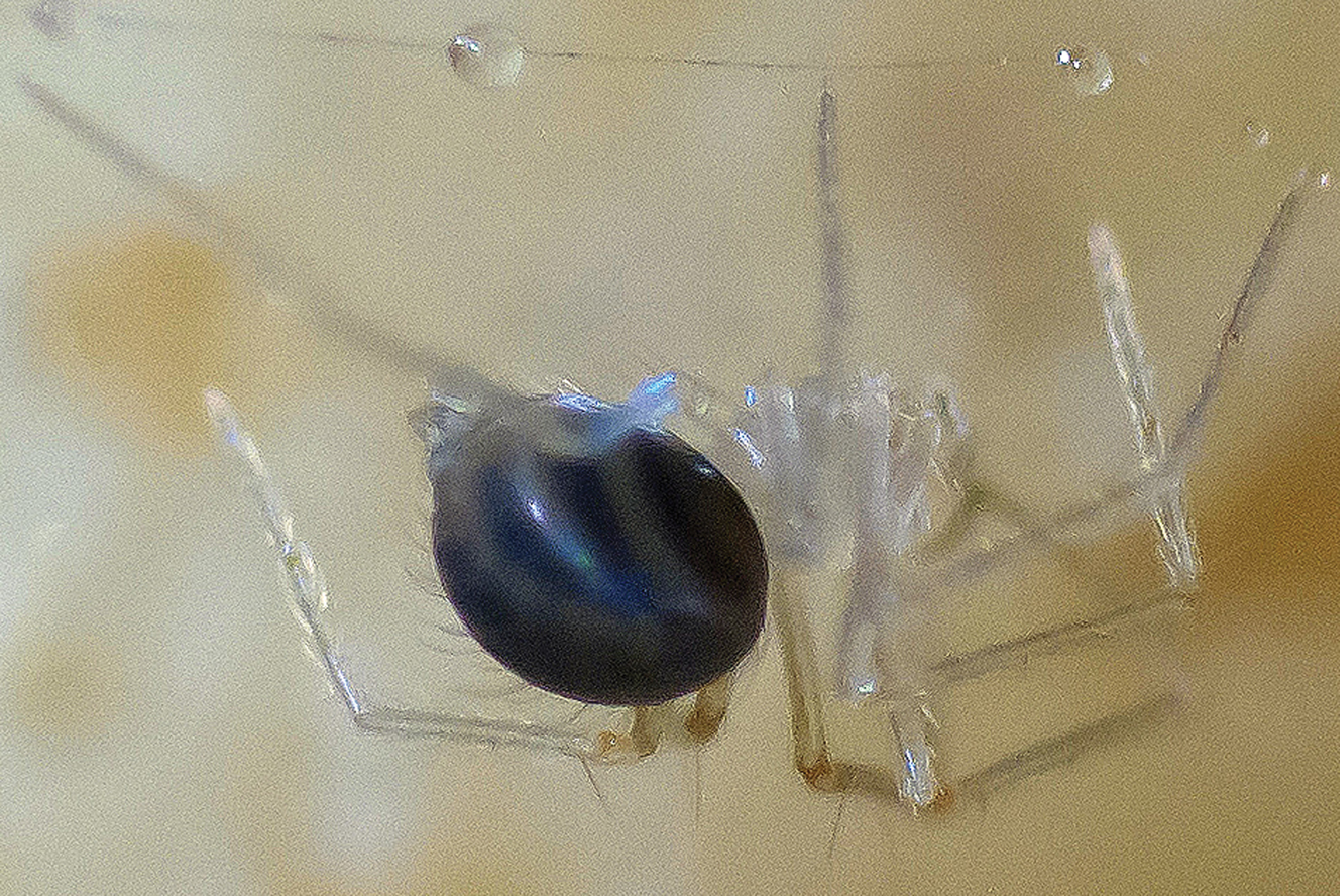 Petites histoires des Pyrénées-Orientales: Un fossile vivant au Canigou