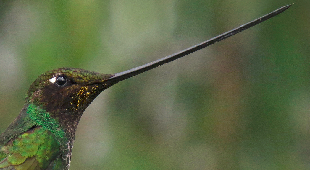 Cuentos y realidades: El colibrí nocturno