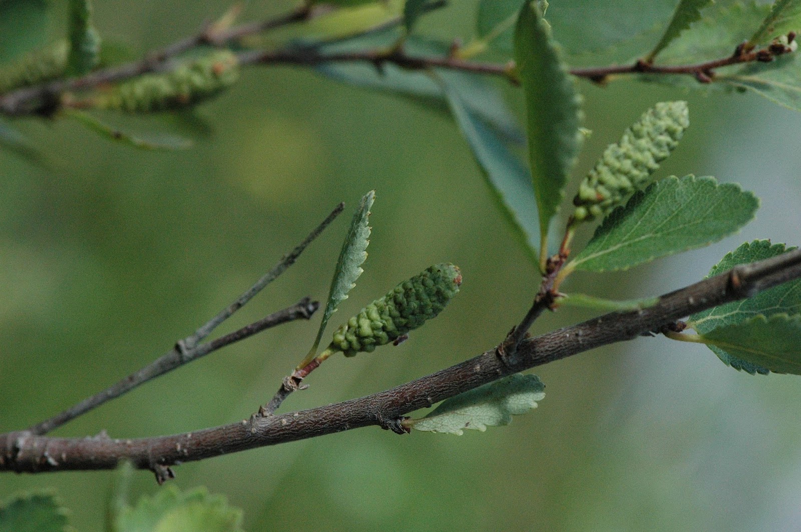 Field Biology in Southeastern Ohio: Cedar Bog