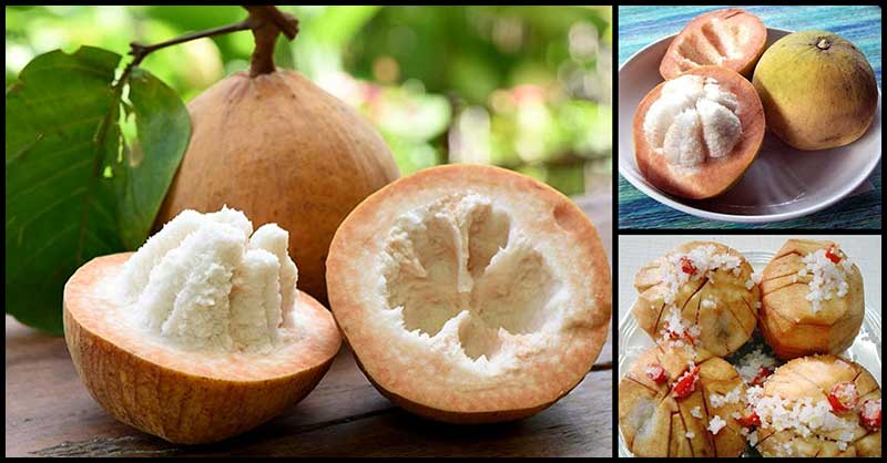 Cotton Fruit (Santol): An Immune System Booster With A List Health Of ...
