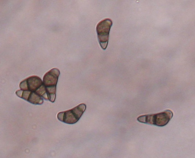 TAMU_PLPA631_FungalBlog_LornaNissen: Lab 6