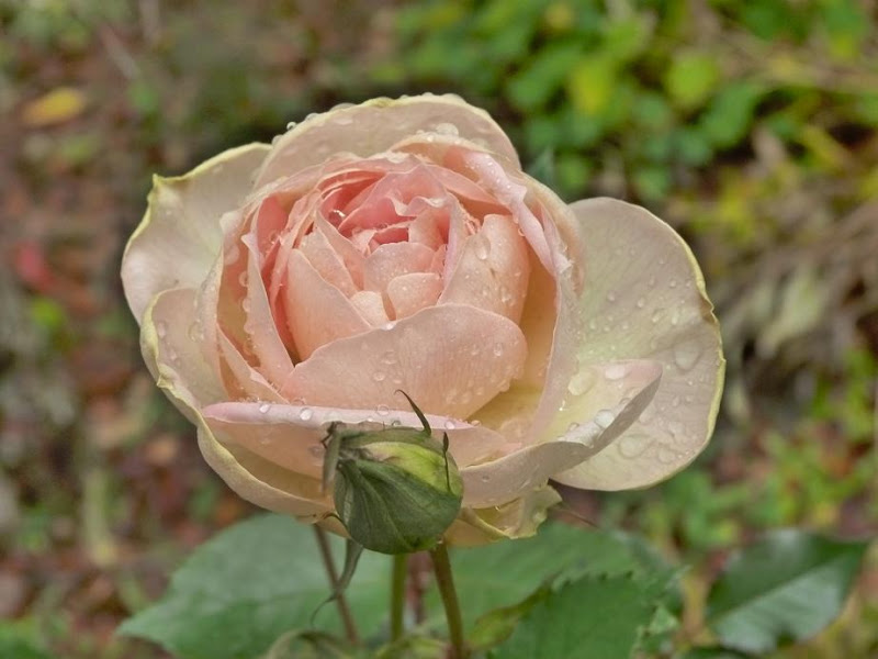 Les Pins Noirs: Acer Hersii, Cornus kousa "Great Star" ou Viburnum "Huron"