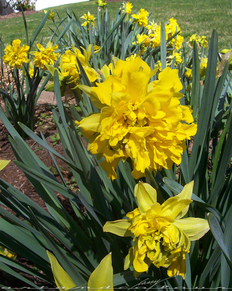 casey/artandcolour: Daffies: Plain and Fancy*