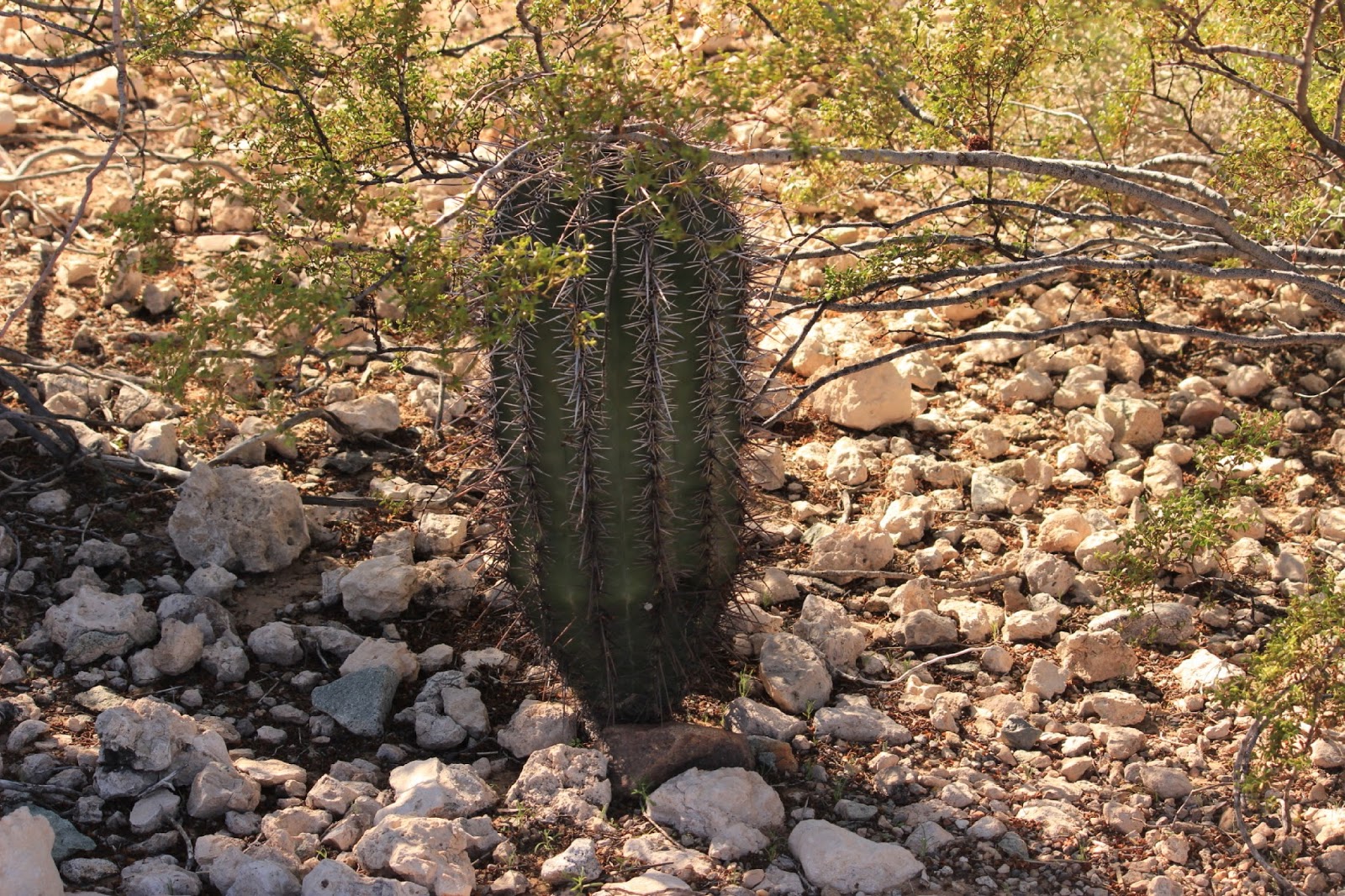 J and B and Lady Blue: From Yuma, Arizona to Organ Pipe Cactus National ...