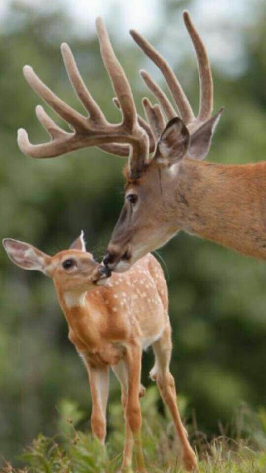Beautiful deer