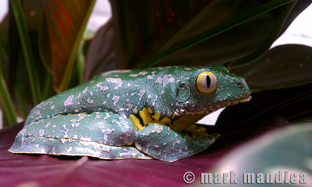 Species Highlight: Captive Breeding of Fringed Leaf Frogs