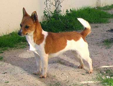 Podenco portugués pequeño