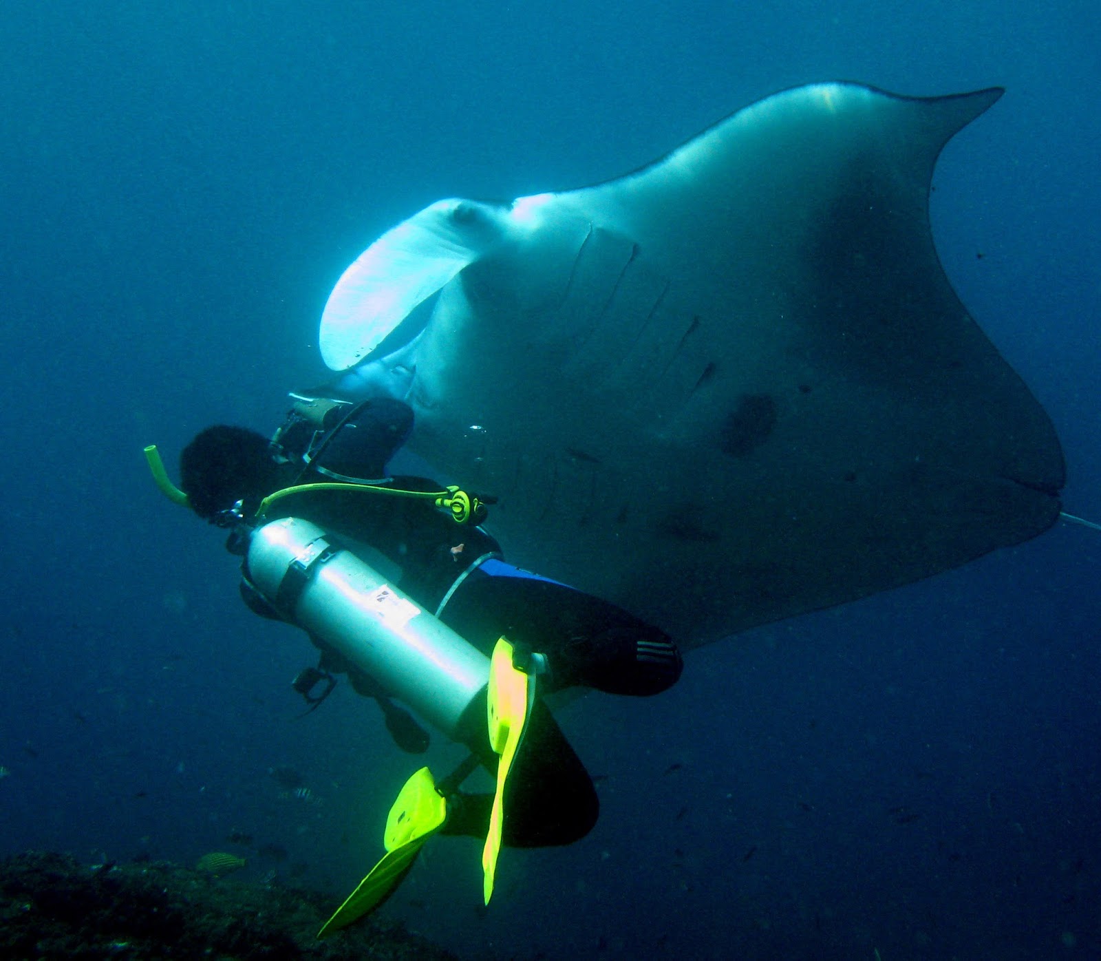 Dive Misool Island Paradise-Raja Ampat :: Diving Misool Raja Ampat