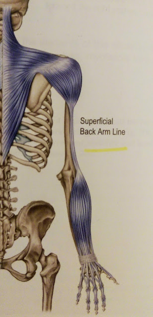 Balance: 8. The Superficial Back Arm Line