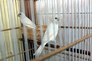 MASTERKICAU777: KENARI F1,F2,F3 YORKSHIRE