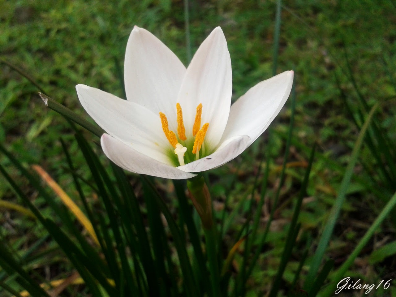 Bunga putih | POTRET SANG ANGIN