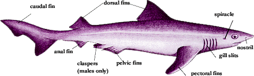 Punk Biology Student Blog: Sharks (Hiu)