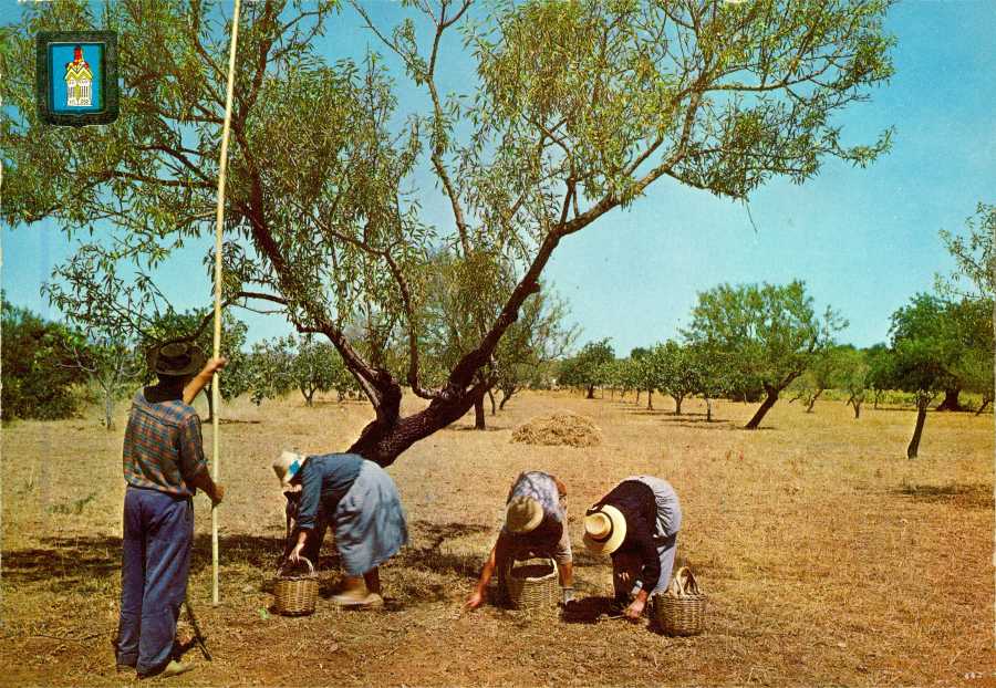 Algarve Encantado: Postais do Algarve - Apanha das amêndoas