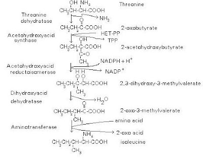 Getting to Know Your Amino Acids: Isoleucine