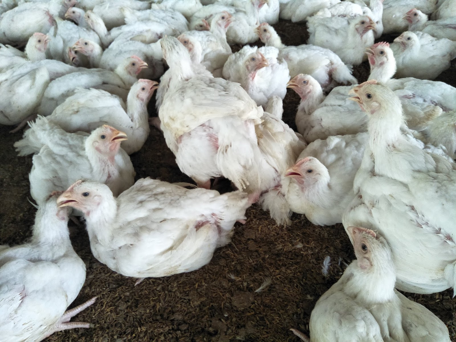 How To Eliminate Odour/bad smell From Broiler Poultry Chicken