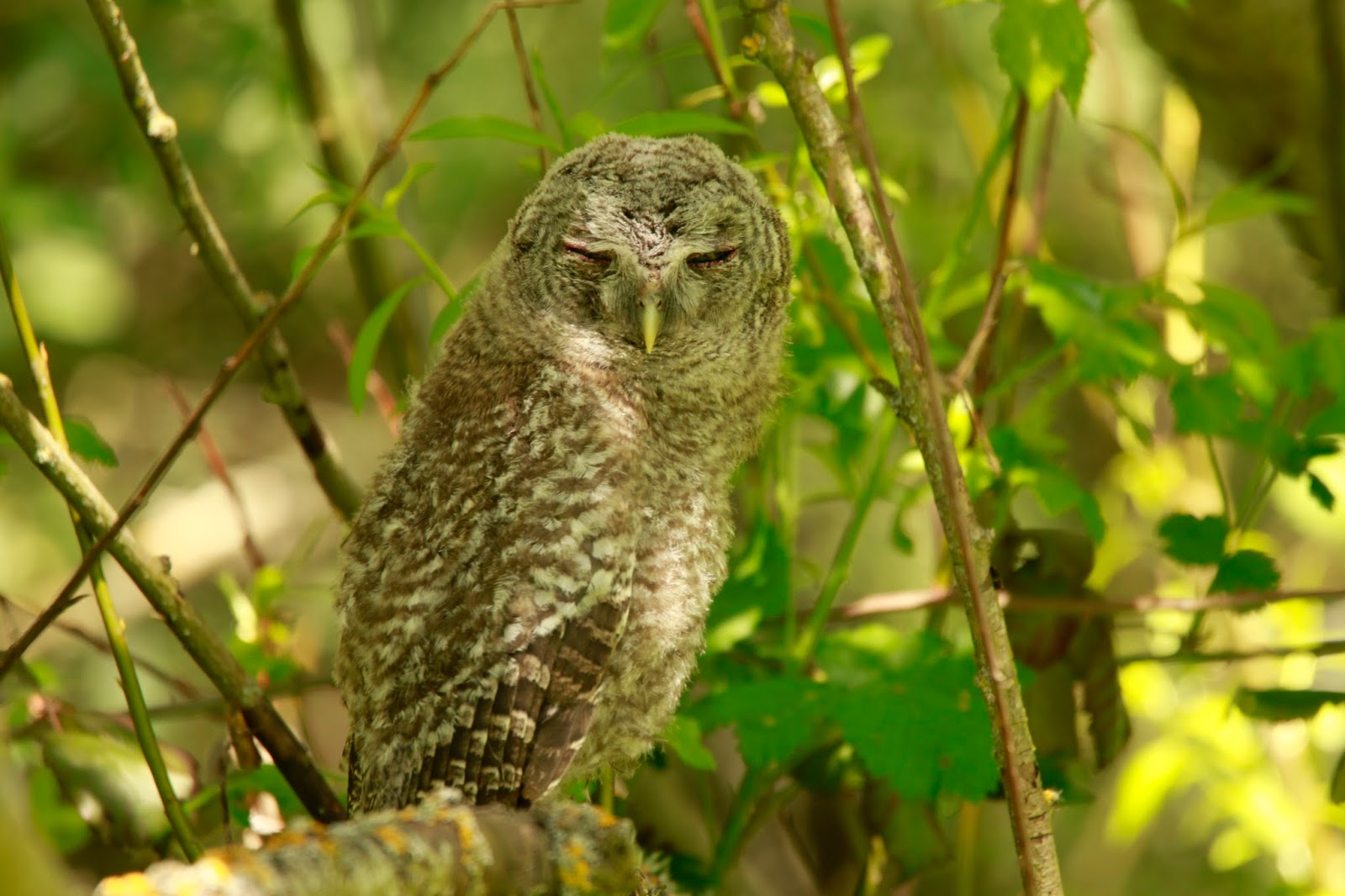 NATURAMETEO, majulada: Cárabo común ( strix aluco )