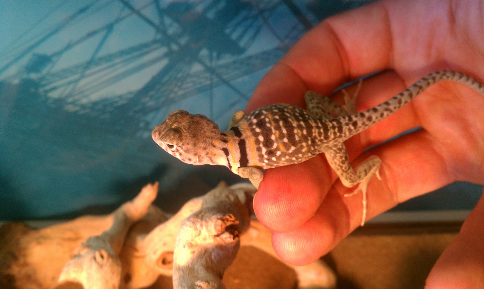 SoCalHerps: Aquaflame Collared Lizards