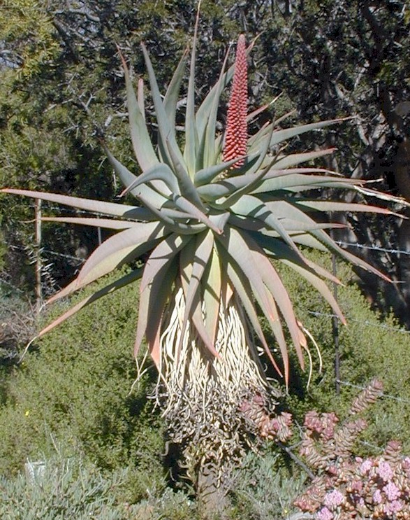 my aloe garden: July 2009