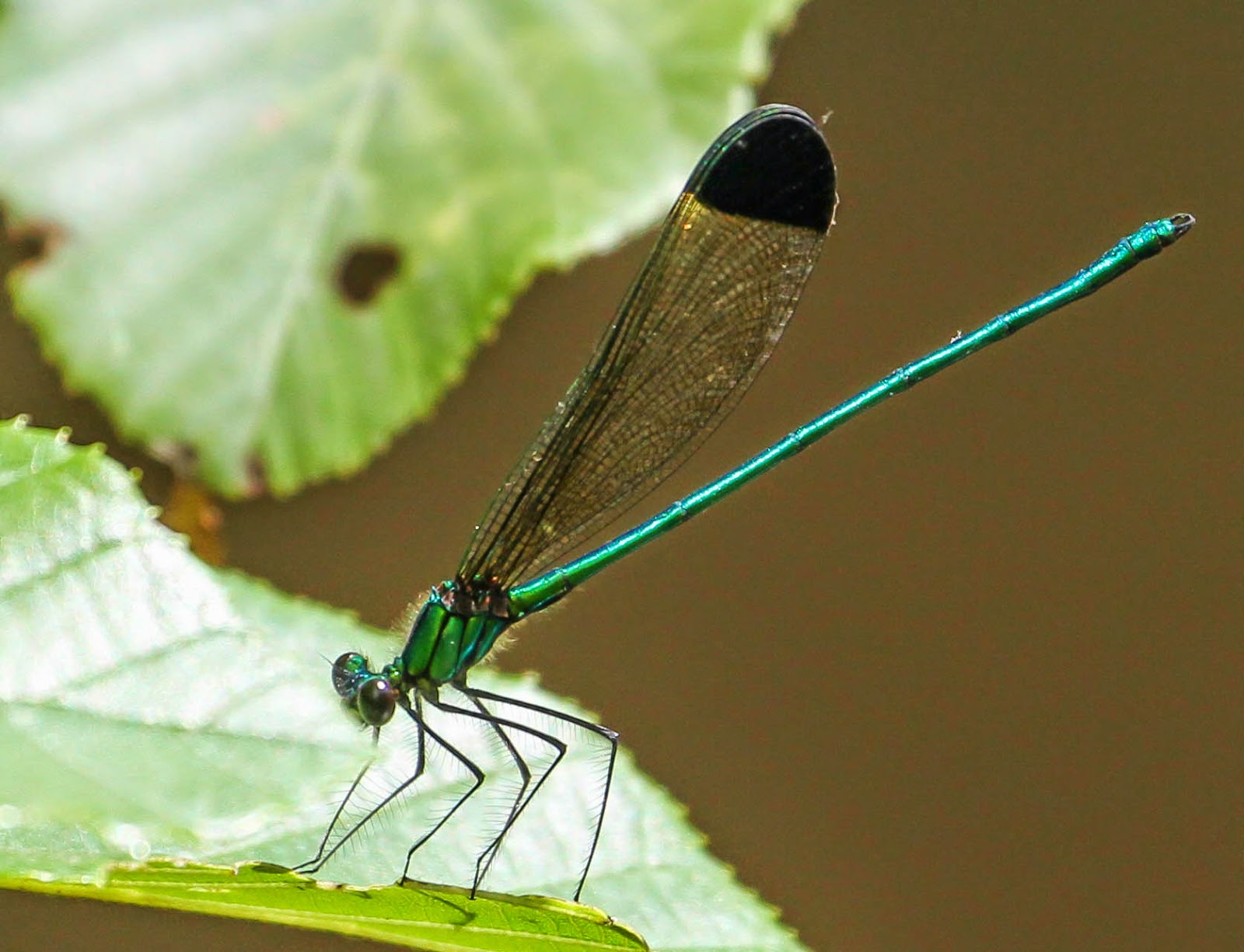 On the Wing: Virginia Purple Gallinule, Anhingas and Dragonflies