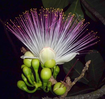 Aun's fotos' corner: The Putat Laut Tree