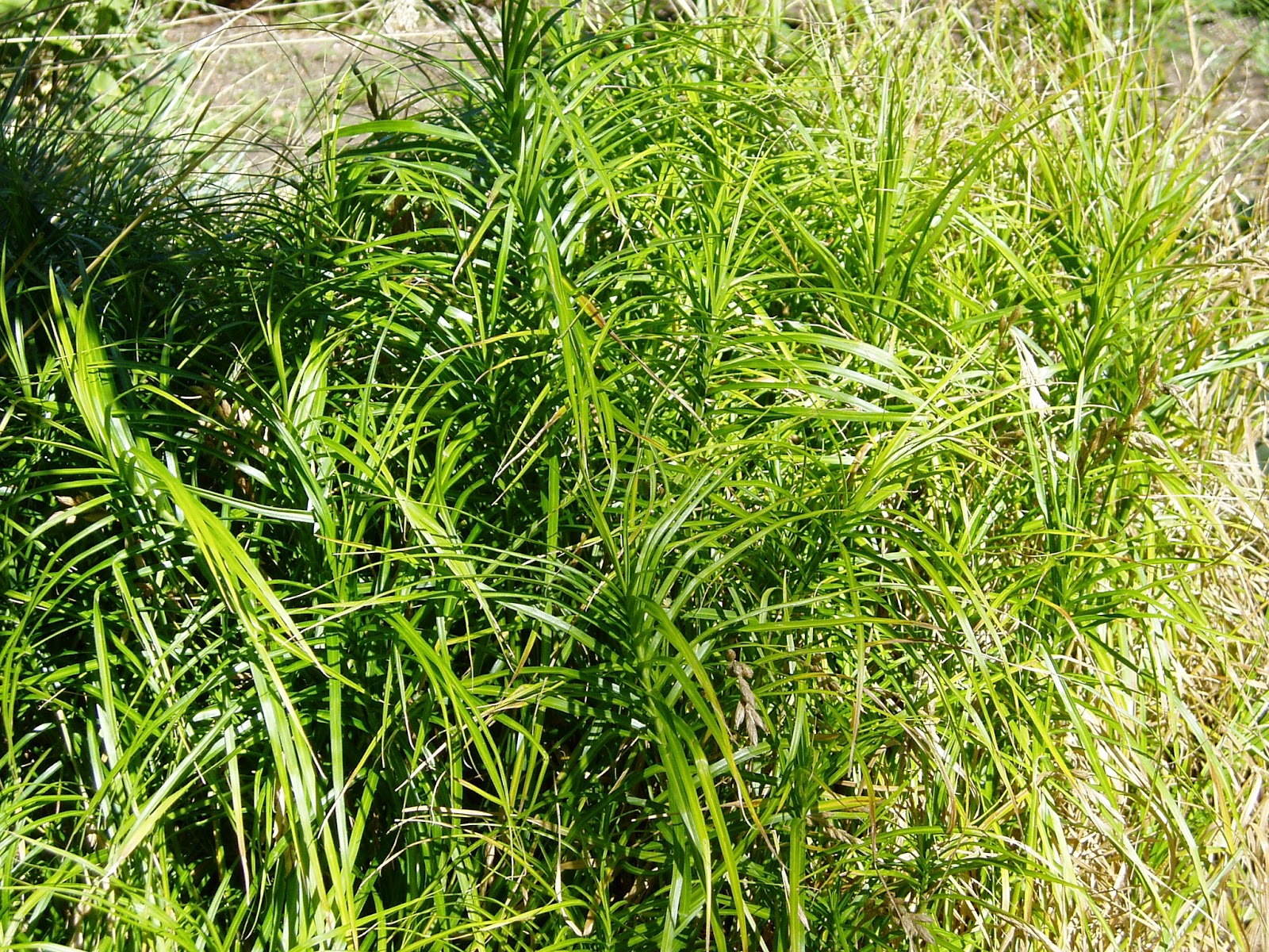 Lovegrass Farm: Carex Muskingumensis (Palm sedge)