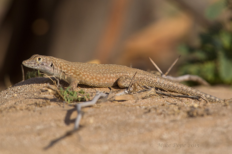 Kuwait Birding: Cold blood on hot sand