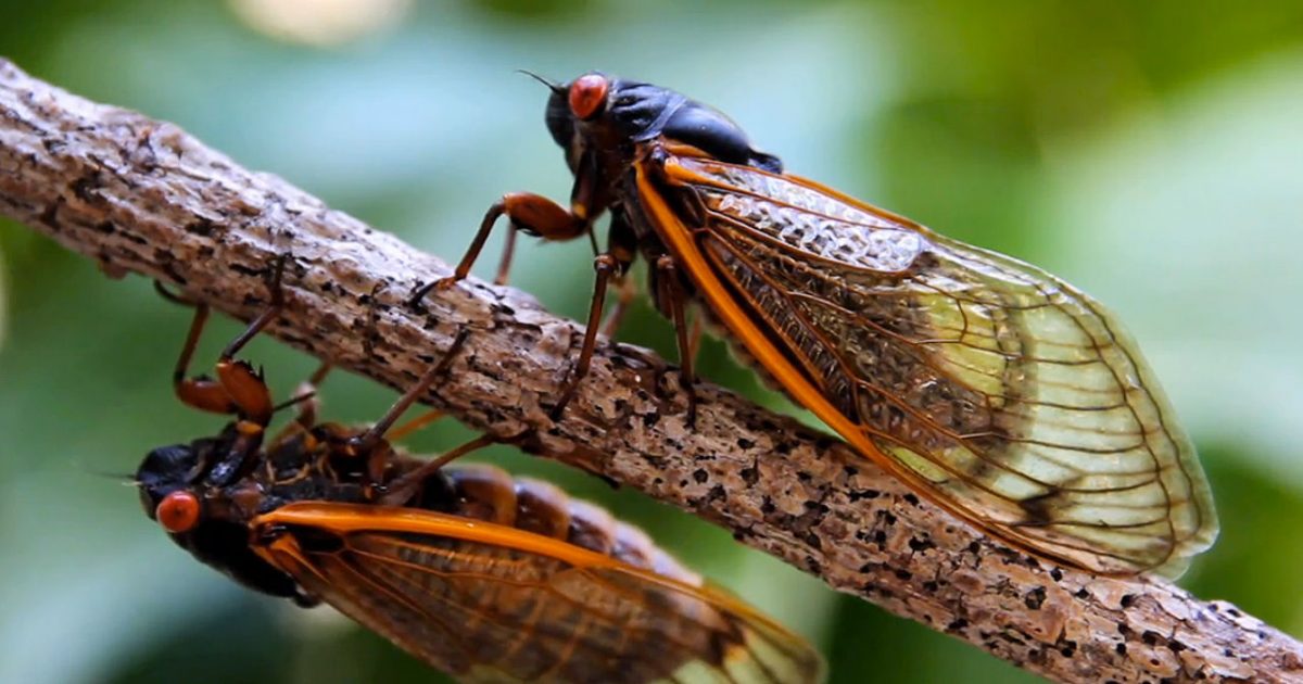 Mengenal Keunikan Keriang atau Tonggeret