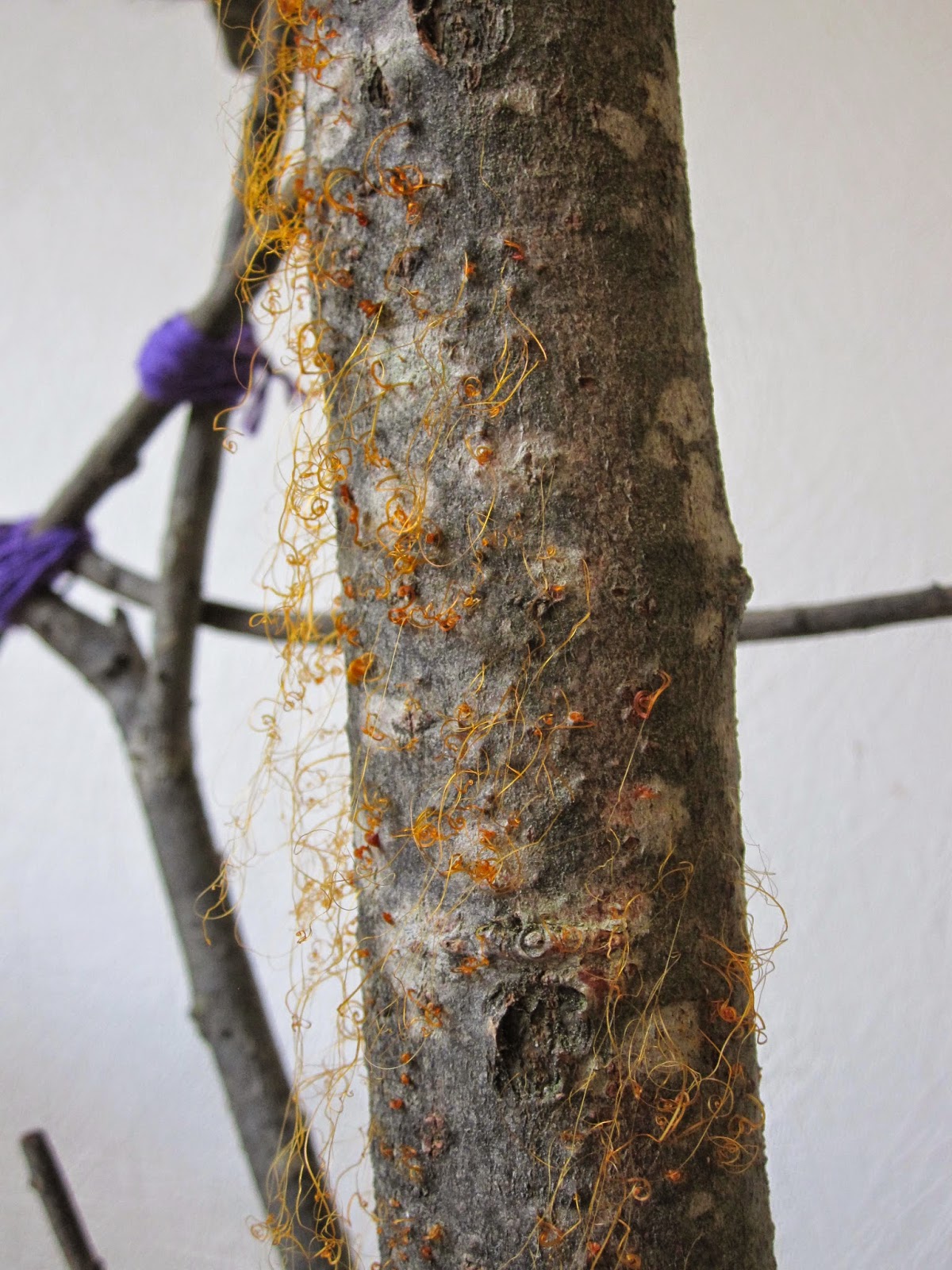 What are these strings growing out of a tree (pics included)? : r ...