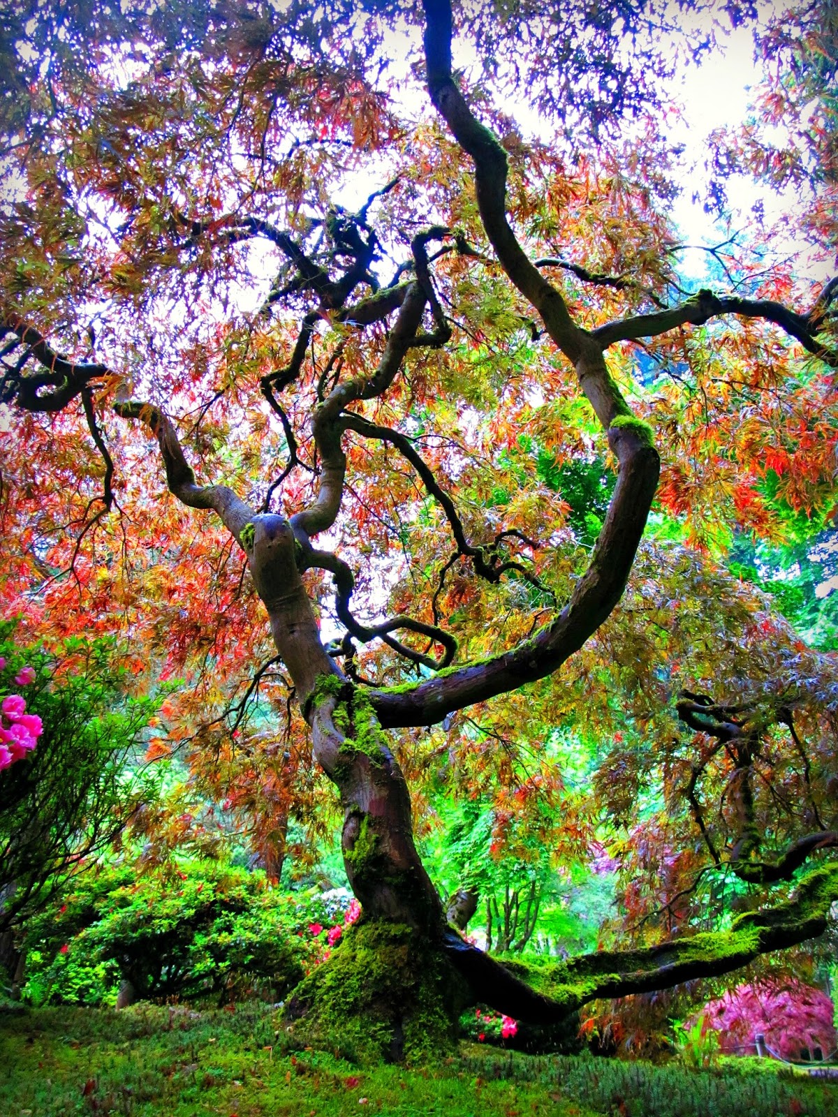 Bob Ward Images: Japanese Maple Tree