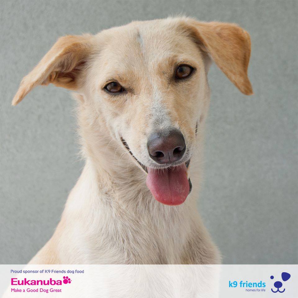 Wild born Canaan dogs of Saudi Arabia: 2019